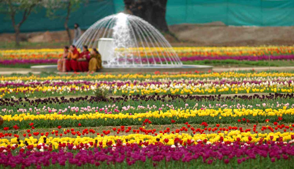 Tulip Garden Srinagar: Tulip Festival & Asia's Largest Tulip Garden ...